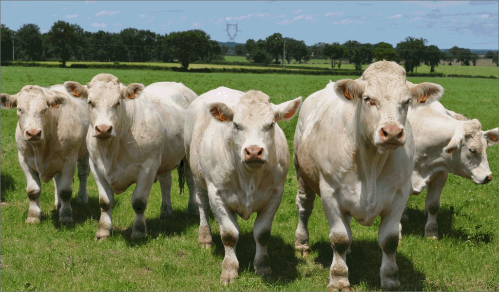 POLO DE CAMPO – Élevage bovin au Mesnil-Eudes en Normandie